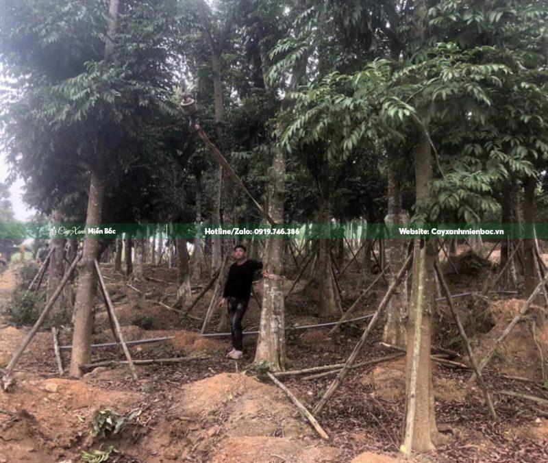 Bán Mua Trồng Cây Sấu Công Trình, Cây Sấu Cổ Thụ Giá Tốt