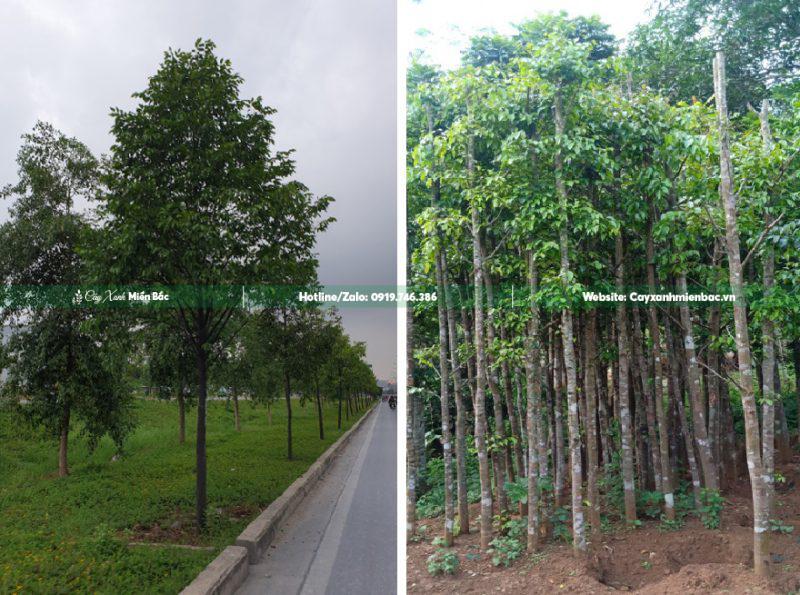 Bán Cây Sao Đen Trồng Công Trình Số Lượng Lớn, Giá Tốt!